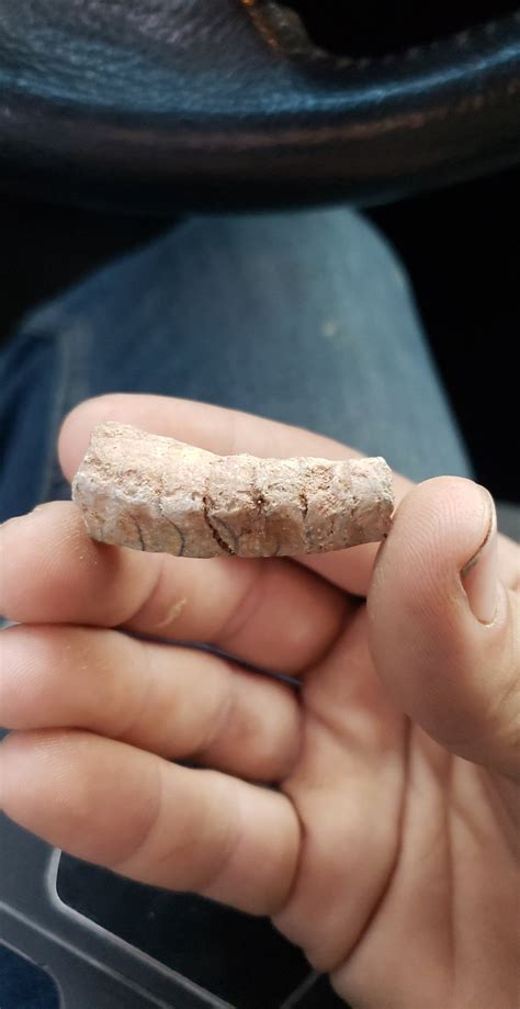 Possible Lizard Tail Fossil Need Help R Fossils