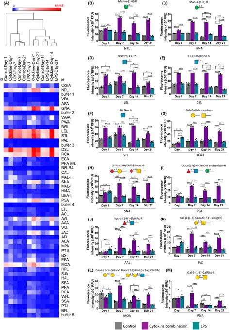 Identification Of Glycan Modulations During Cytokine Combination And Download Scientific