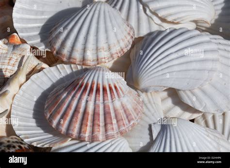 Indian Bivalve Shell Stock Photo Alamy