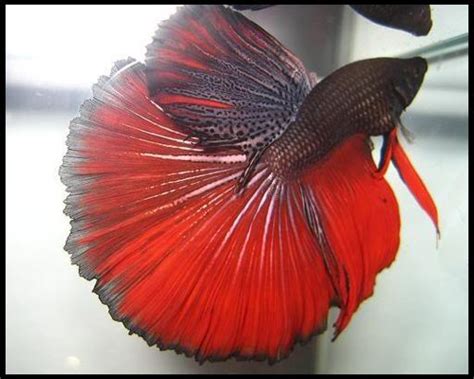 Петушки - аквариумные рыбки | Аквариумные рыбки, Бойцовая рыбка, Петушки