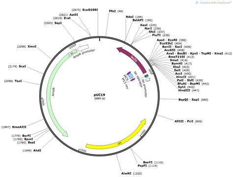 7 Plasmid Vector Map Images Puc18 Plasmid Map Pgex Vector Map And