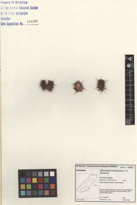 Mammillaria Backebergiana