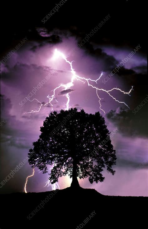 Lightning Hitting A Tree Stock Image E Science Photo Library