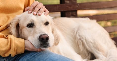Световен ден на бездомните животни Всеки трети домашен любимец е бездомен според глобално