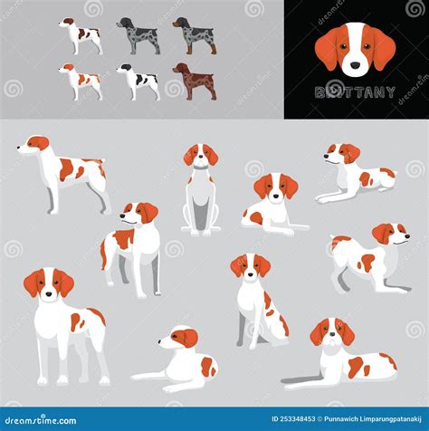 Dog Brittany Cartoon Vector Illustration Color Variation Set Stock