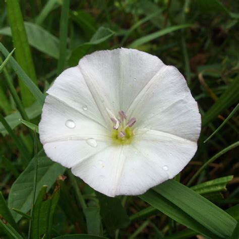 Moonflower Seeds The Seed Collection