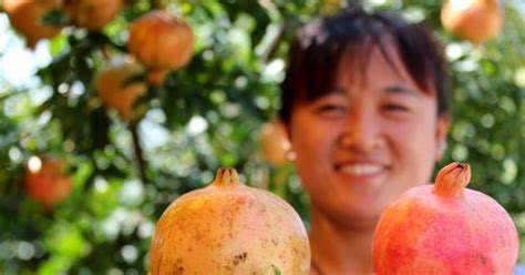 포착 석류 사세요 수확철 시작된 중국 석류