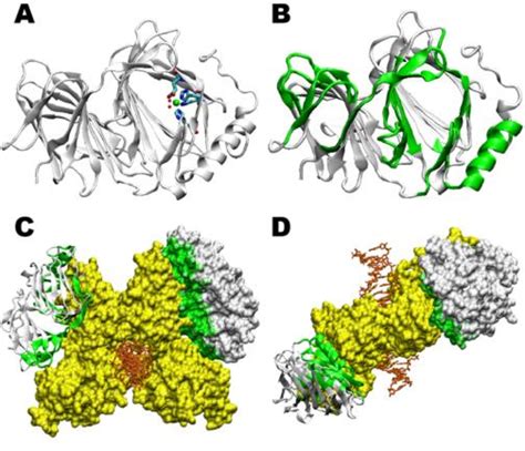 Table 1 From Pirin Allosterically Modulates The Dynamics And Interactions Of The κb Dna In The