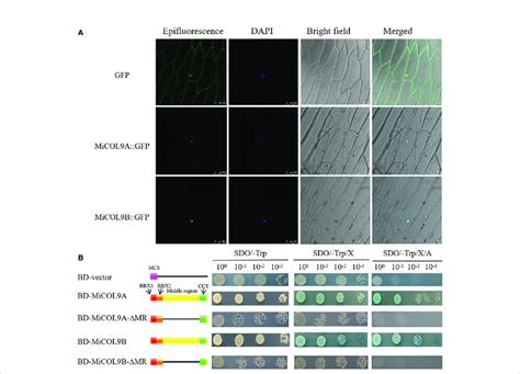 A Subcellular Localization Scale Bars100 µm B Transcriptional