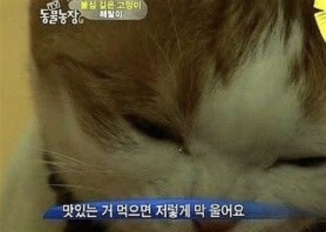 내 기준 웃긴짤 모음 39 네이버 블로그