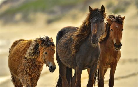 8 Day Exploring Sable Island And Saint Pierre Aboard Ocean Nova