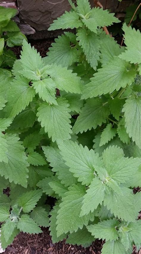 Medicinal Herb Catnip Rooted Emily