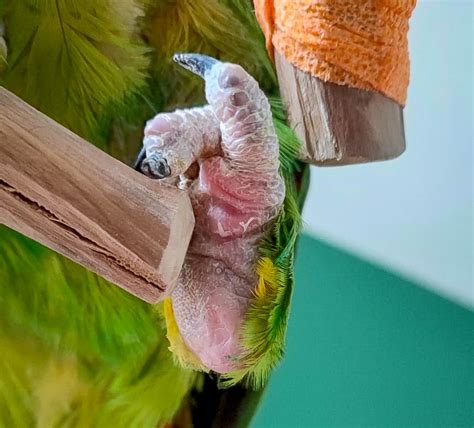 Le Pied Bot Chez Les Oiseaux Avonturia