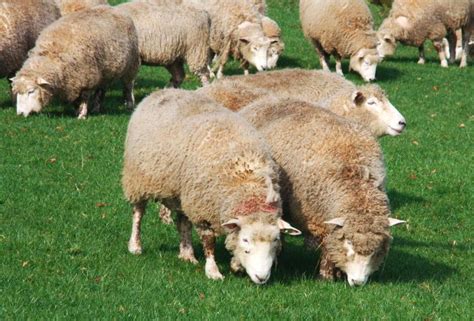 Uk Farmers Set About Breeding Low Methane Sheep Free