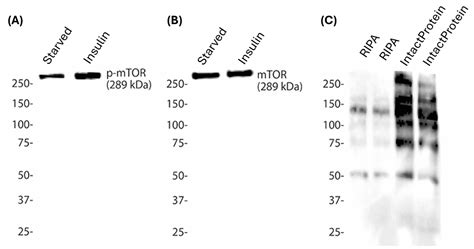 Intactprotein Cell And Tissue Lysis Buffer Origene Technologies Inc