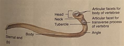 Figure 7 22 B Typical Rib Diagram Quizlet