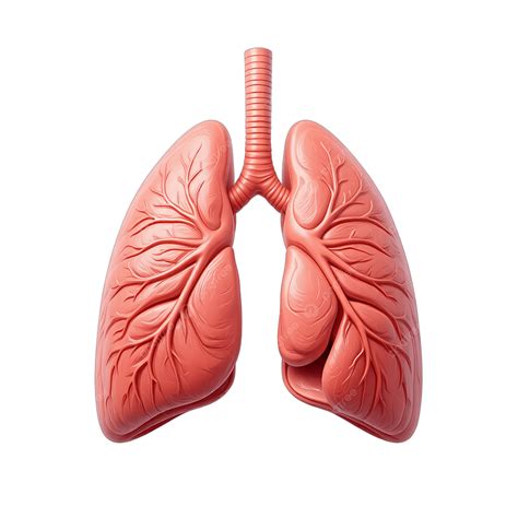 Pulmonary Anatomy Diagram Lung Gate Lung Lobes Alveolar Vesicles Png