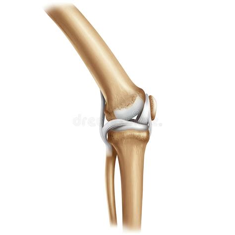 Detailed Illustration Of Human Knee Joint Anatomy Ligaments And Bones
