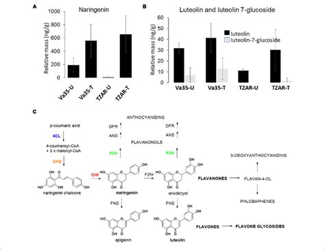 In Planta Flavonoids Content Of A Naringenin B Luteolin And