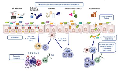 Figure 1 From Recent Advances In The Epithelial Barrier Theory