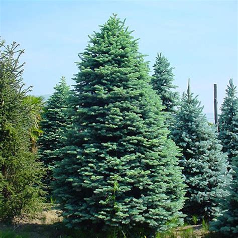 Abies Procera Glauca Blue Danish Fir Blue Noble Fir Myseedsco