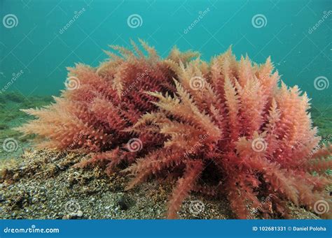 Red Seaweed Close Up Stock Image Image Of Vegetation 102681331
