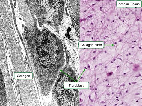 Fibrous Connective Tissue Under Microscope At Jennifer Varner Blog