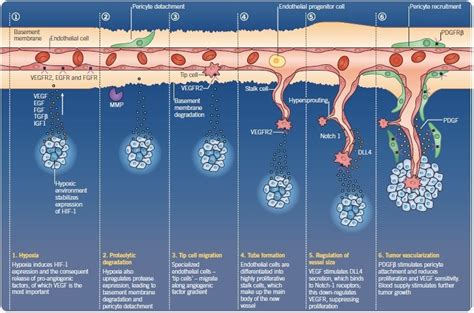 Researching Angiogenesis In Cancer