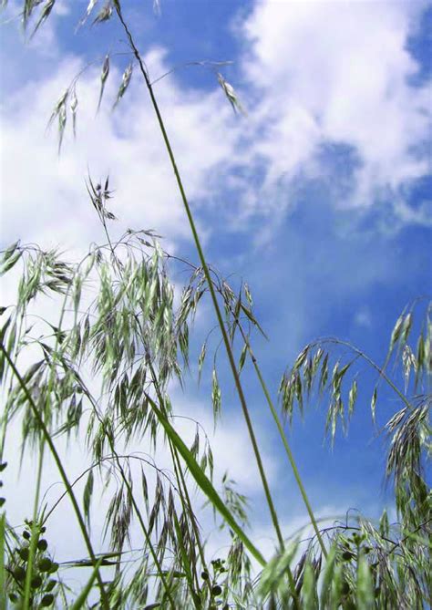 Cheatgrass Bromus Tectorum Photograph By Us Geological Survey