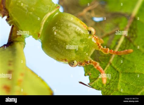 Phyllium Sp Philippines Leaf Insect Eating Eat Leafinsect Stick
