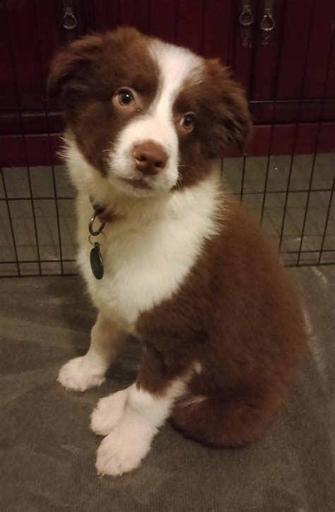 Chocolate Border Collie Puppies