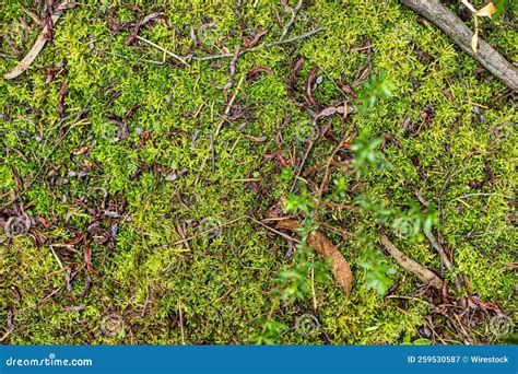 Wet Grass In The Rainforest Stock Image Image Of Tranquil