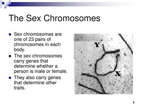 PPT Modern Genetics PowerPoint Presentation Free Download ID