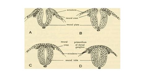 Ectodermo Qué Es Y Cómo Se Desarrolla En La Gestación