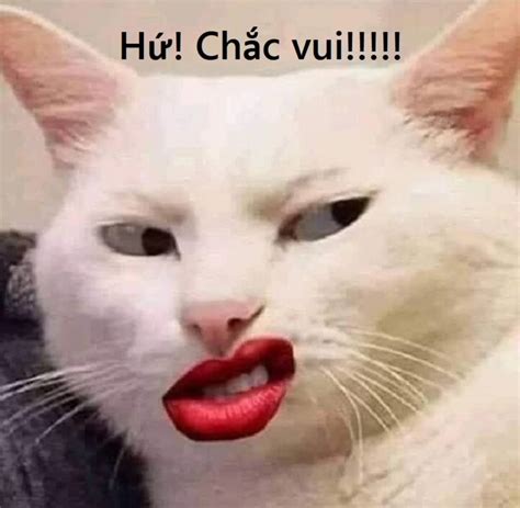 Top ảnh Khinh Bỉ Meme Chó Mèo Cười Nhếch Mép Hài Nhất