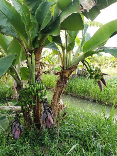 กล้วยมาฮอยหรือกล้วยหอม สวนลุงทด คลอง13 ร้อยแปดพันธุ์กล้วย