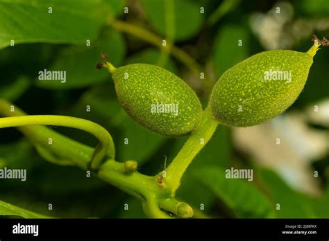 Green Ovary Fruits Of Walnuts On A Tree Stock Photo Alamy