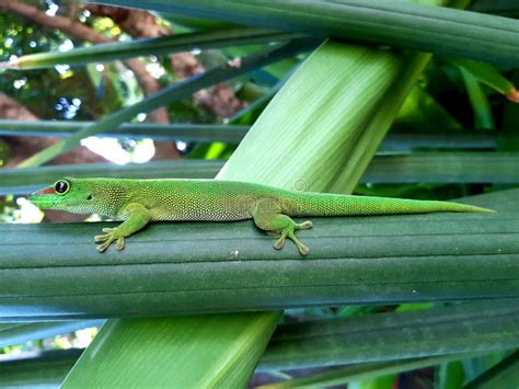 Stunning Green Lizard Within Its Environment Beautiful Details Stock Image Image Of Close