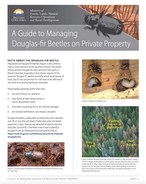 Pemberton Has A Douglas Fir Bark Beetle Problem The Wellness Almanac