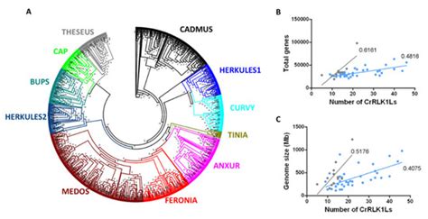 Genes Special Issue Genetic Evolution Of Root Nodule Symbioses