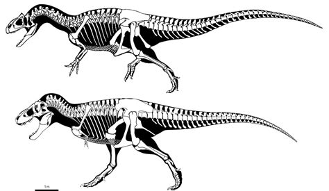 Allosaurus Vs T Rex