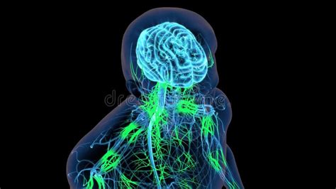 Brain Sending Signals To All Parts Of The Body Stock Footage Video Of Cord Nerve 174848180