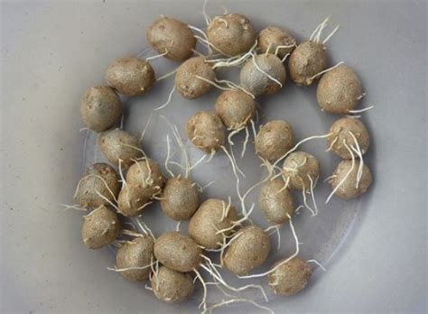 山药豆发芽了是绿芽还是白芽 天空号