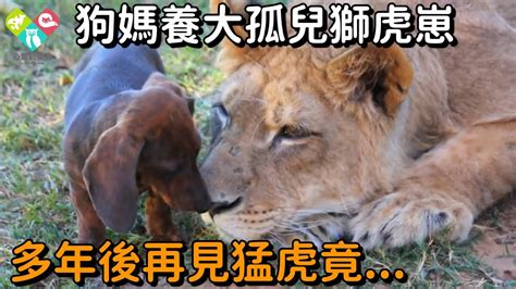 新生獅虎崽被棄雪地就快凍死！狗媽心疼叼回窩撫養，多年後重逢上演感人一幕感動 淚目 不可思議 震驚 奇跡 心靈飼養員 Youtube