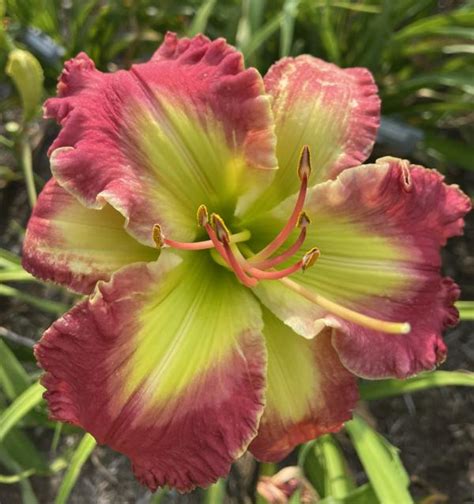 Stardreamer Daylilies Exotic Ruby