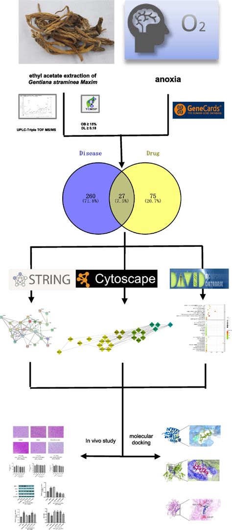 基于uplc Triple Tof Ms Ms和网络药理学初步验证龙胆抗缺氧机制 Bmc Complementary And Alternative Medicine X Mol