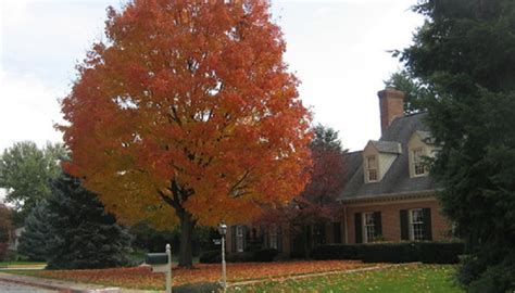 11 Trees For Brilliant Fall Color