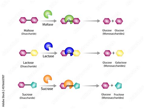 Carbohydrates Digestion Maltase Sucrase And Lactase Enzymes Catalyze