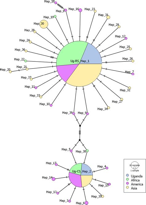 Median Joining Haplotype Network Of Spodoptera Frugiperda Mtcoia Gene