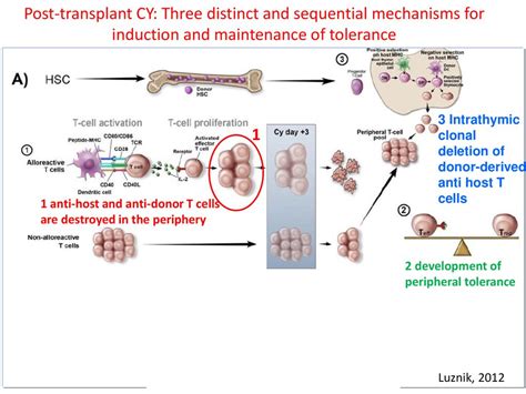Andrea Bacigalupo Istituto Di Ematologia Ppt Download